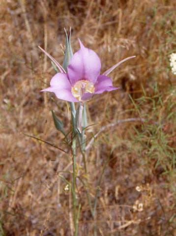 Calochortus macrocarpus | North American Rock Garden Society