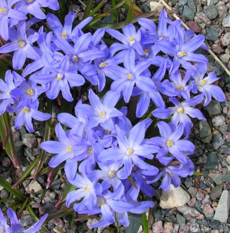 Chionodoxa forbesii | North American Rock Garden Society
