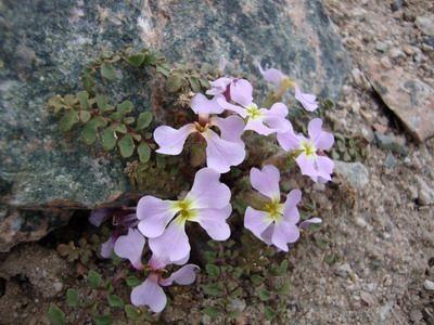 Chorispora bungeana | North American Rock Garden Society