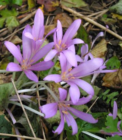 Colchicum autumnale | North American Rock Garden Society