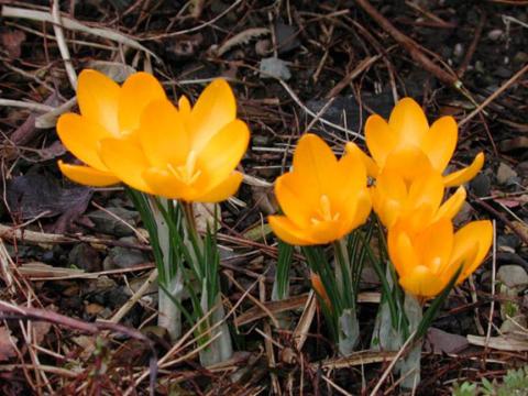 Crocus 'Yellow Mammoth' | North American Rock Garden Society