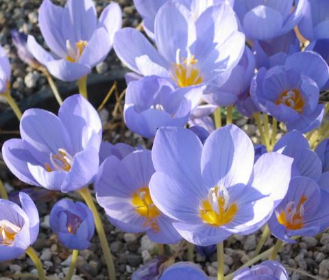 Crocus pulchellus 'Inspiration' | North American Rock Garden Society