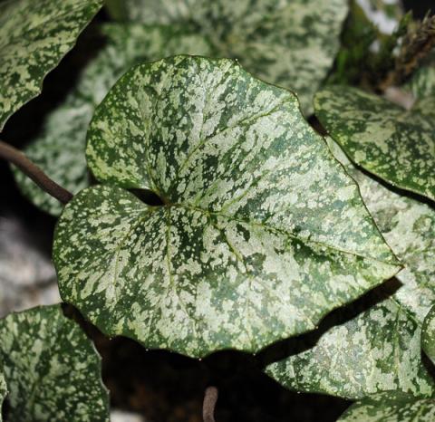 Cyclamen repandum ssp. peloponnesiacum | North American Rock Garden Society