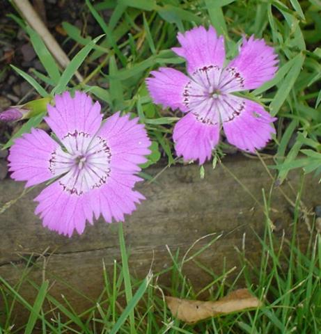 Dianthus 'Siberian Blue' | North American Rock Garden Society