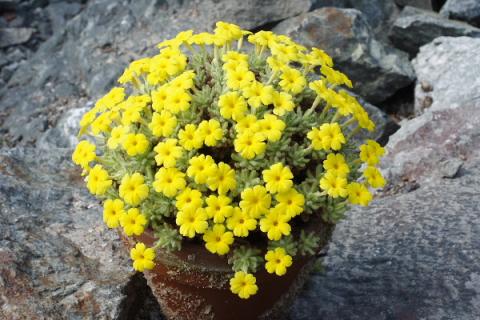 Dionysia aretioides 'Bevere' | North American Rock Garden Society