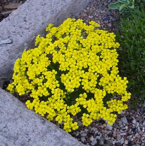 Draba rigida | North American Rock Garden Society