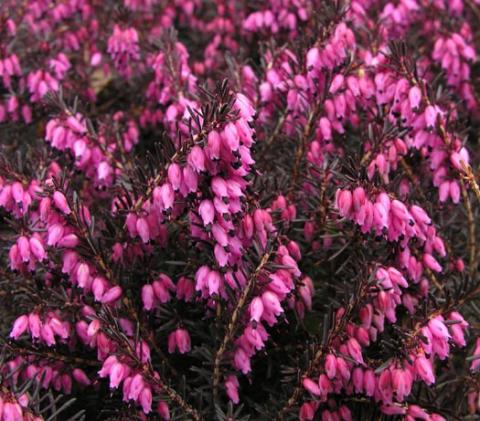 Erica carnea 'December Red' | North American Rock Garden Society