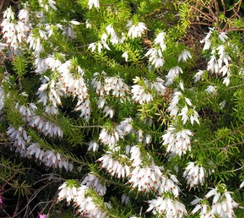 Erica carnea 'Springwood White' | North American Rock Garden Society