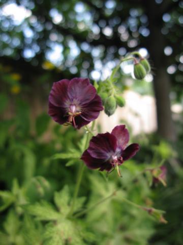 Geranium phaeum 'Springtime' | North American Rock Garden Society