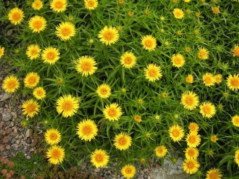 Inula ensifolia 'Compacta' | North American Rock Garden Society