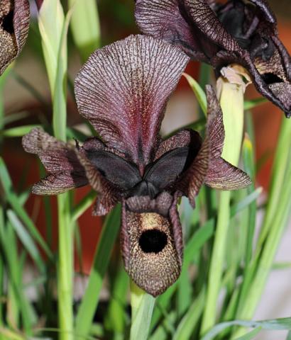 Iris iberica ssp lycotis | North American Rock Garden Society