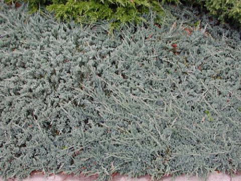 Juniperus horizontalis 'Blue Rug' | North American Rock Garden Society