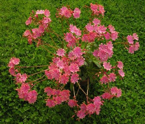 Lewisia cotyledon 'Sunset Strain' | North American Rock Garden Society