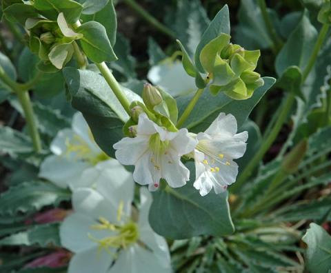 Mirabilis alipes | North American Rock Garden Society
