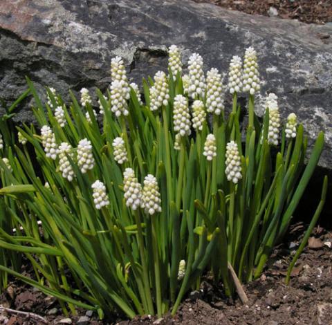 Muscari botryoides 'Album' | North American Rock Garden Society