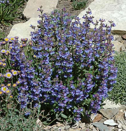 Penstemon humilis brevifolius | North American Rock Garden Society