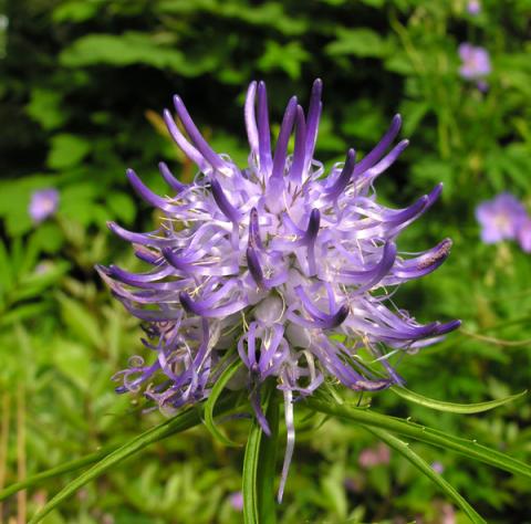 Phyteuma scheuchzeri | North American Rock Garden Society