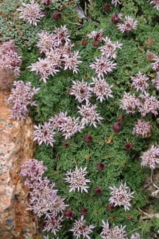 Pterocephalus depressus | North American Rock Garden Society