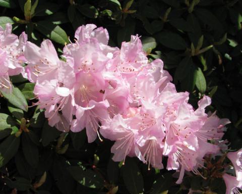 Rhododendron 'Ginny Gee' | North American Rock Garden Society