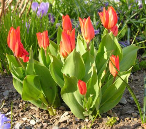 Tulipa praestans | North American Rock Garden Society