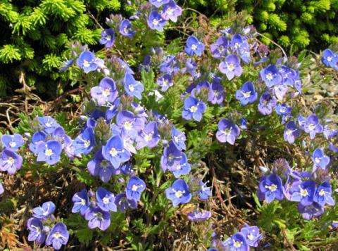 Veronica pectinata | North American Rock Garden Society
