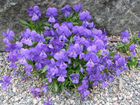 Viola corsica | North American Rock Garden Society