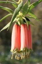 Bomarea dulce | North American Rock Garden Society