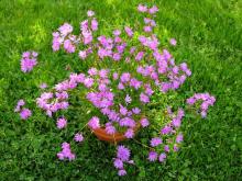 Lewisia columbiana var rupicola | North American Rock Garden Society