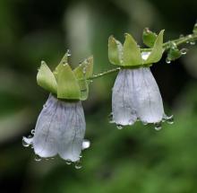 Plant of the Month | North American Rock Garden Society