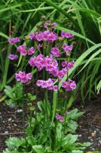 Plant of the Month | North American Rock Garden Society