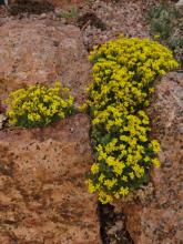 Draba | North American Rock Garden Society