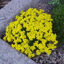 Draba | North American Rock Garden Society