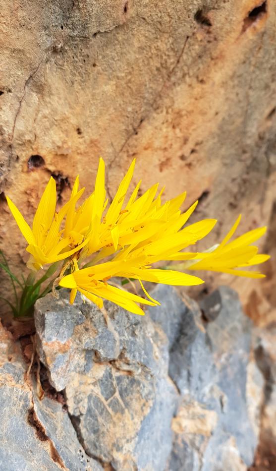 Crete's Autumn Flowers | North American Rock Garden Society